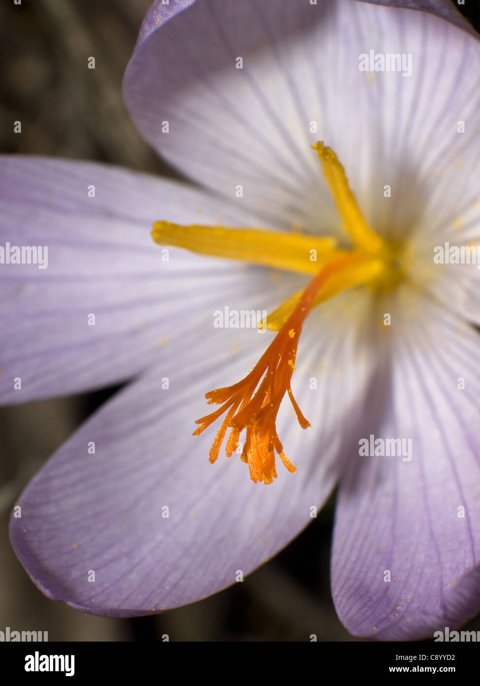 Wild saffron -Fotos und -Bildmaterial in hoher Auflösung – Alamy