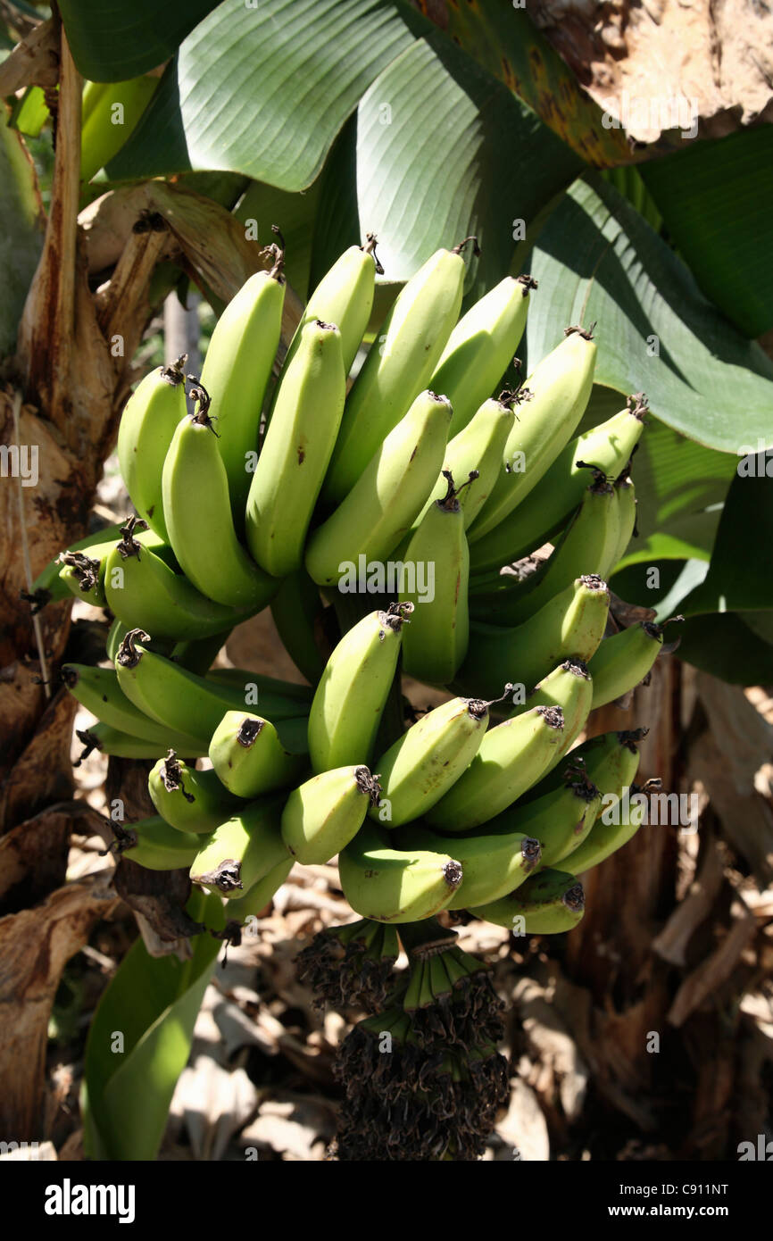 Bananas Plantation Caribbean Coast Stockfotos & Bananas Plantation ...