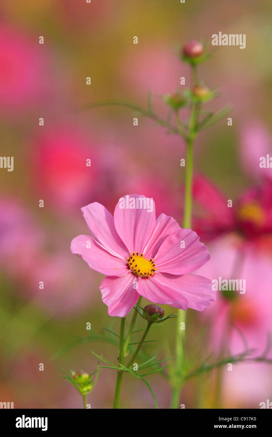 Kosmos Blumenfeld Stockfotos & Kosmos Blumenfeld Bilder - Alamy