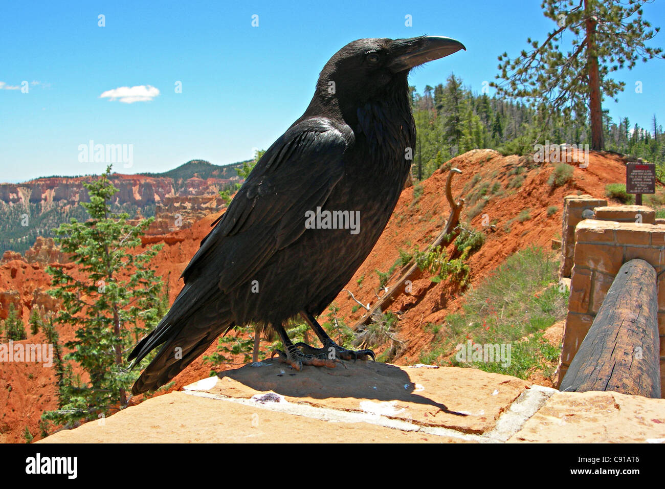 Rabe stockfotos und bilder -Fotos und -Bildmaterial in hoher Auflösung ...