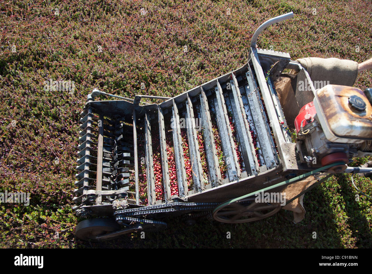 Cranberry Ernte Maschine Stockfotografie - Alamy