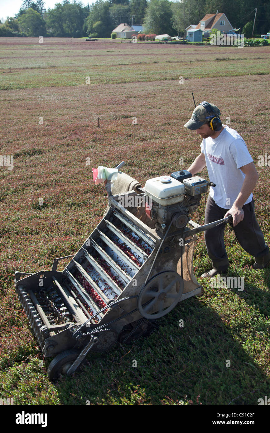 Mann eine Cranberry Ernte Maschine in Betrieb Stockfotografie - Alamy