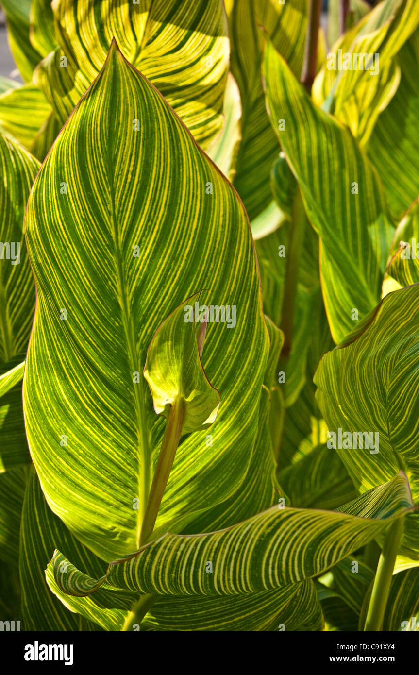 Große grüne Pflanze Blatt Stockfotografie - Alamy