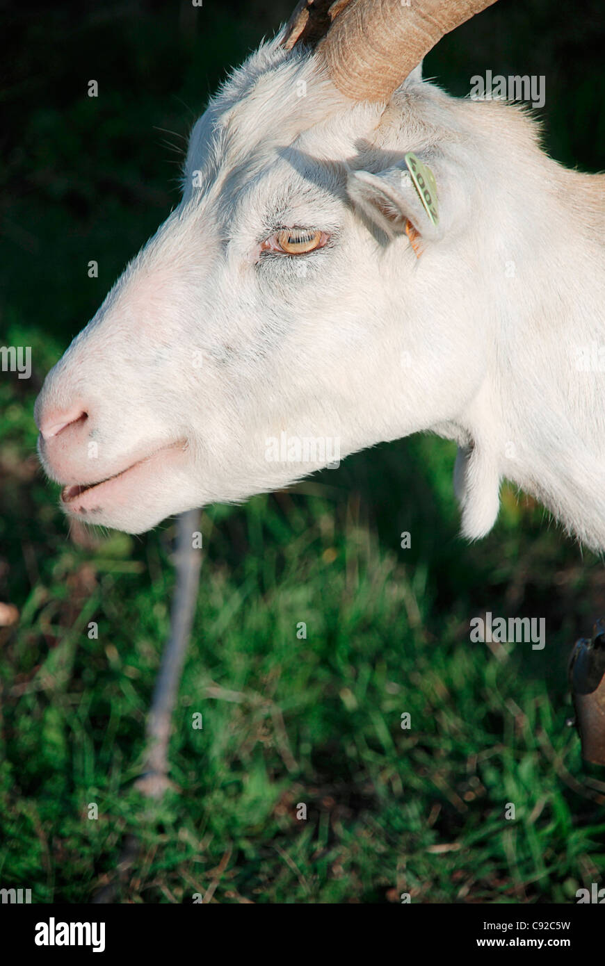 Goat profile -Fotos und -Bildmaterial in hoher Auflösung – Alamy