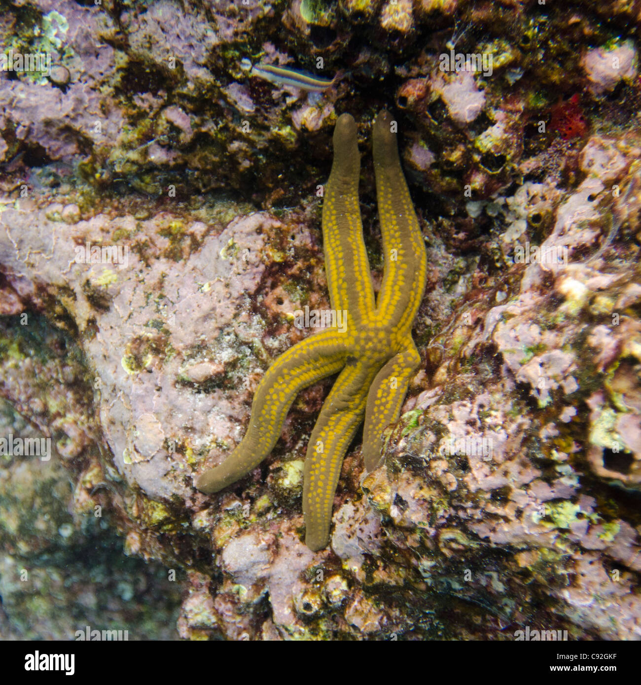 Seestern auf einem Felsen unter Wasser, Ecuador, Galapagos-Inseln ...