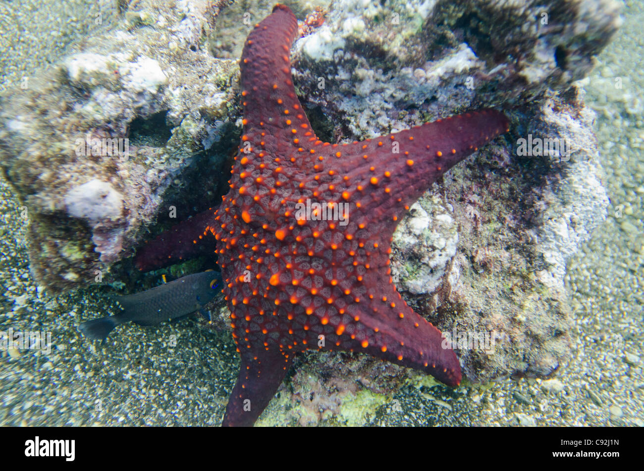 Seestern mit kleinem Fisch unter Wasser, Bartolome Insel, Galapagos ...