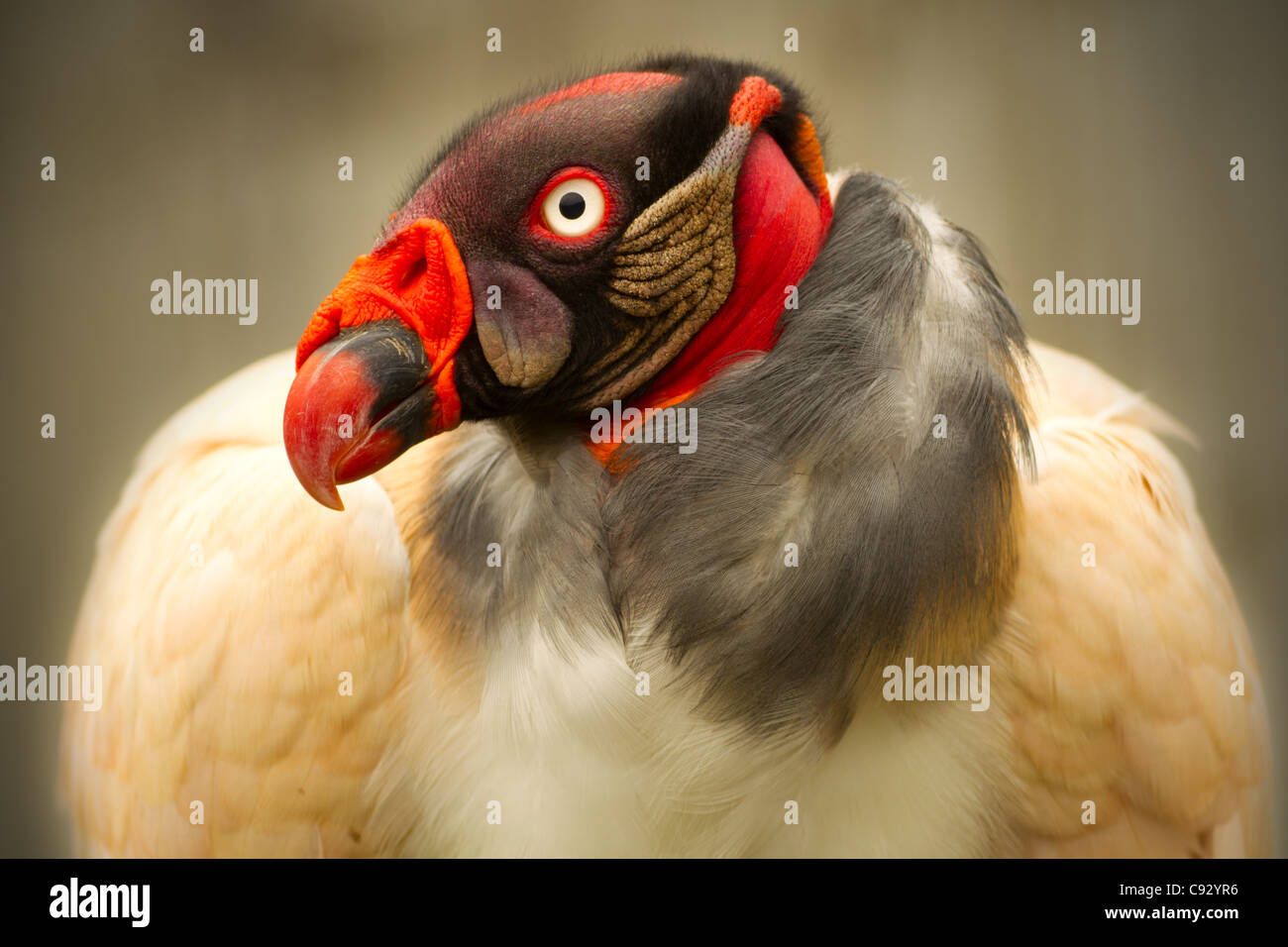 Geier schnabel hautnah -Fotos und -Bildmaterial in hoher Auflösung – Alamy