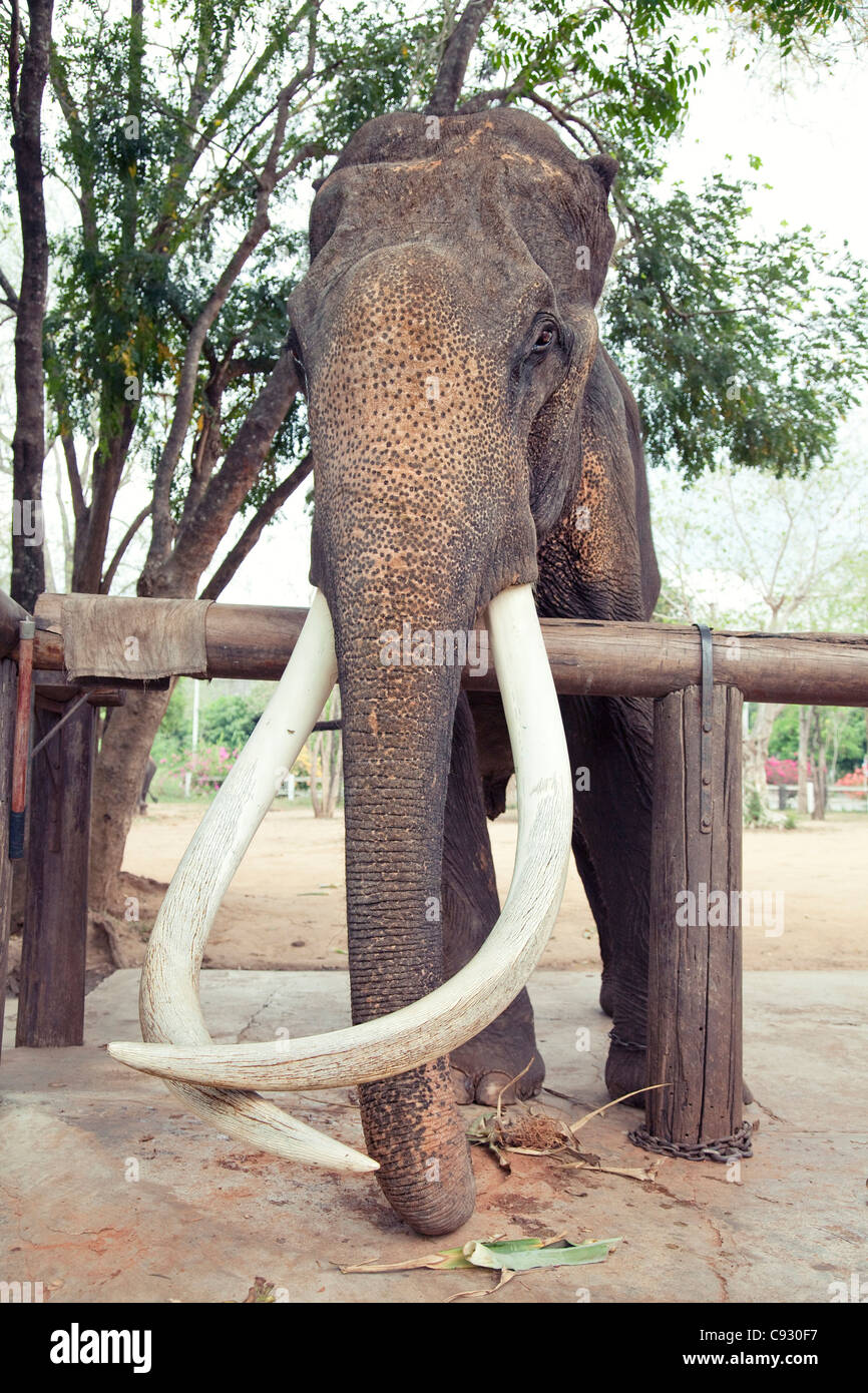 Indischer elefantenkopf -Fotos und -Bildmaterial in hoher Auflösung – Alamy