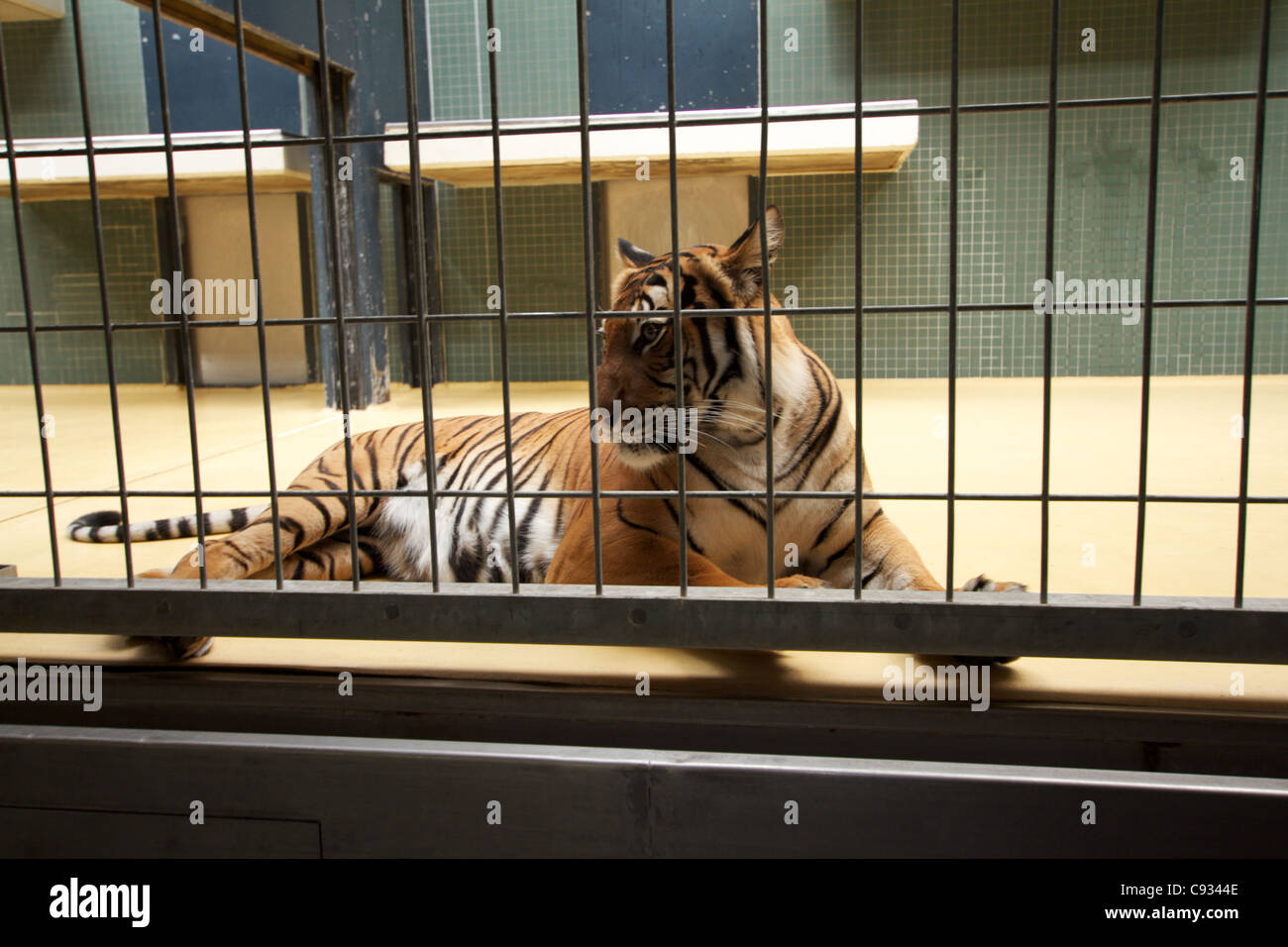 Tiger in berlin zoo -Fotos und -Bildmaterial in hoher Auflösung – Alamy