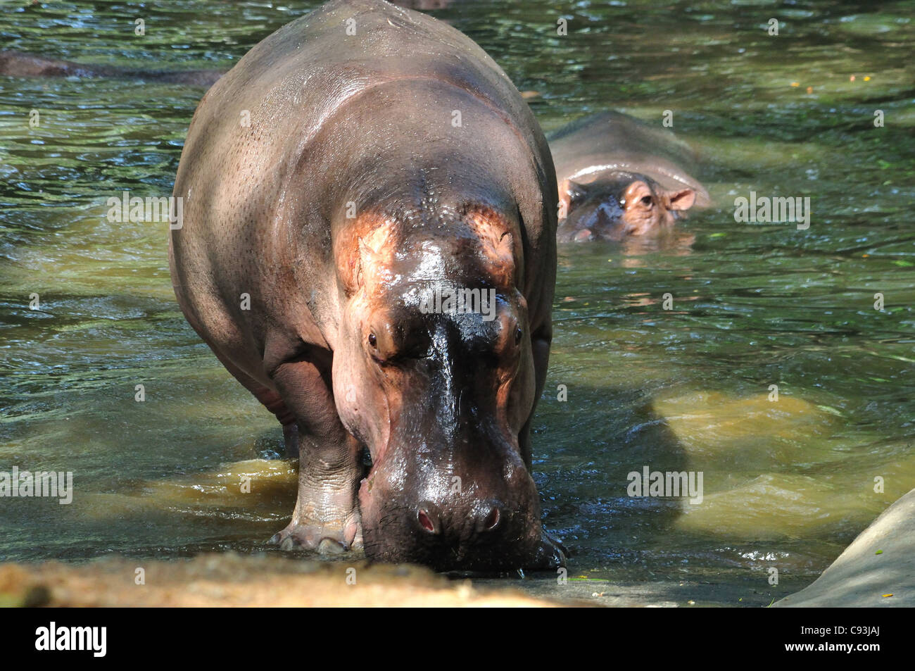 Nilpferd nilpferd amphibus Stockfotos und -bilder Kaufen - Alamy