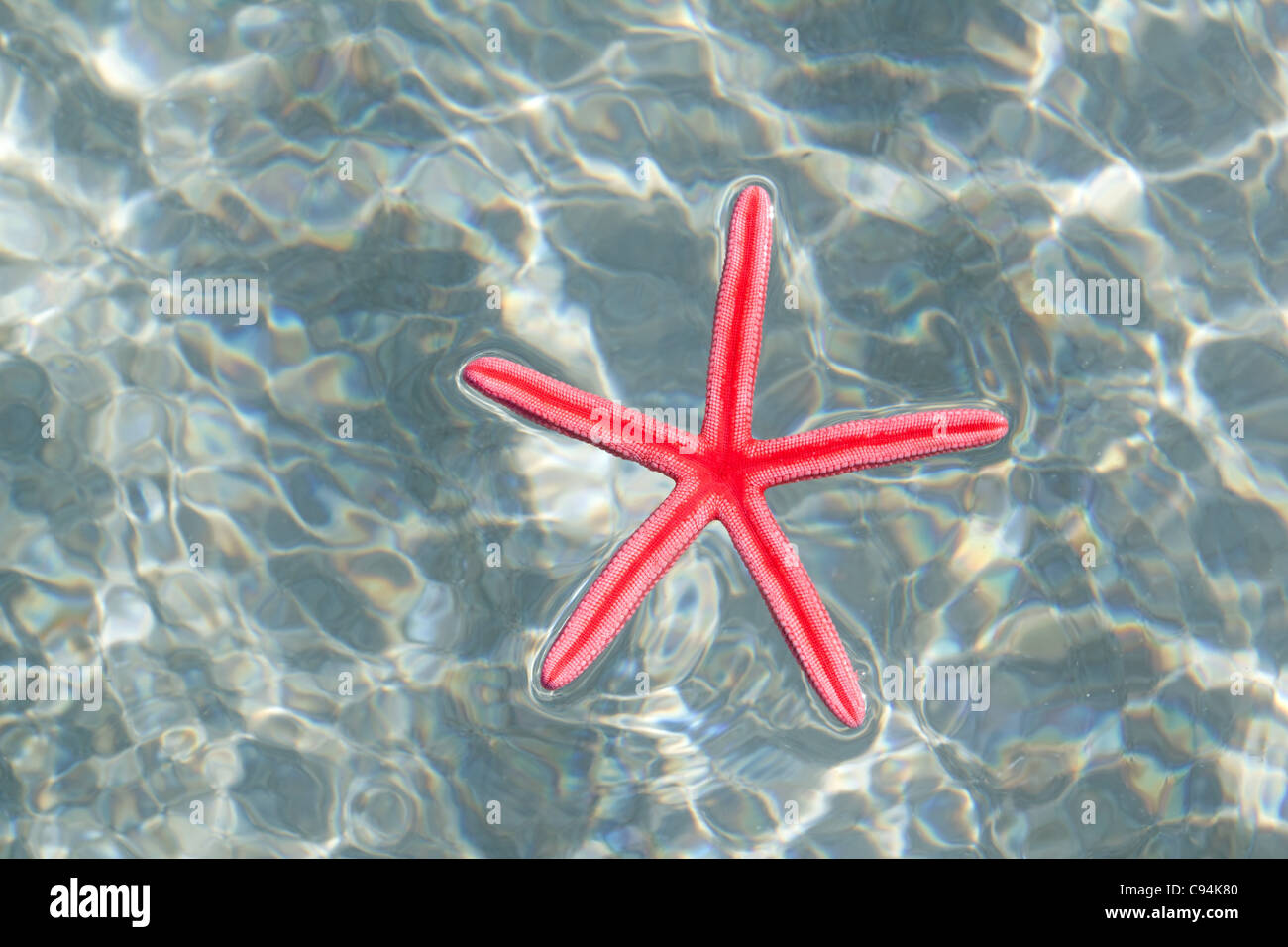 Roter Seestern auf dem weißen Sandstrand Riple Wasser schwimmt ...