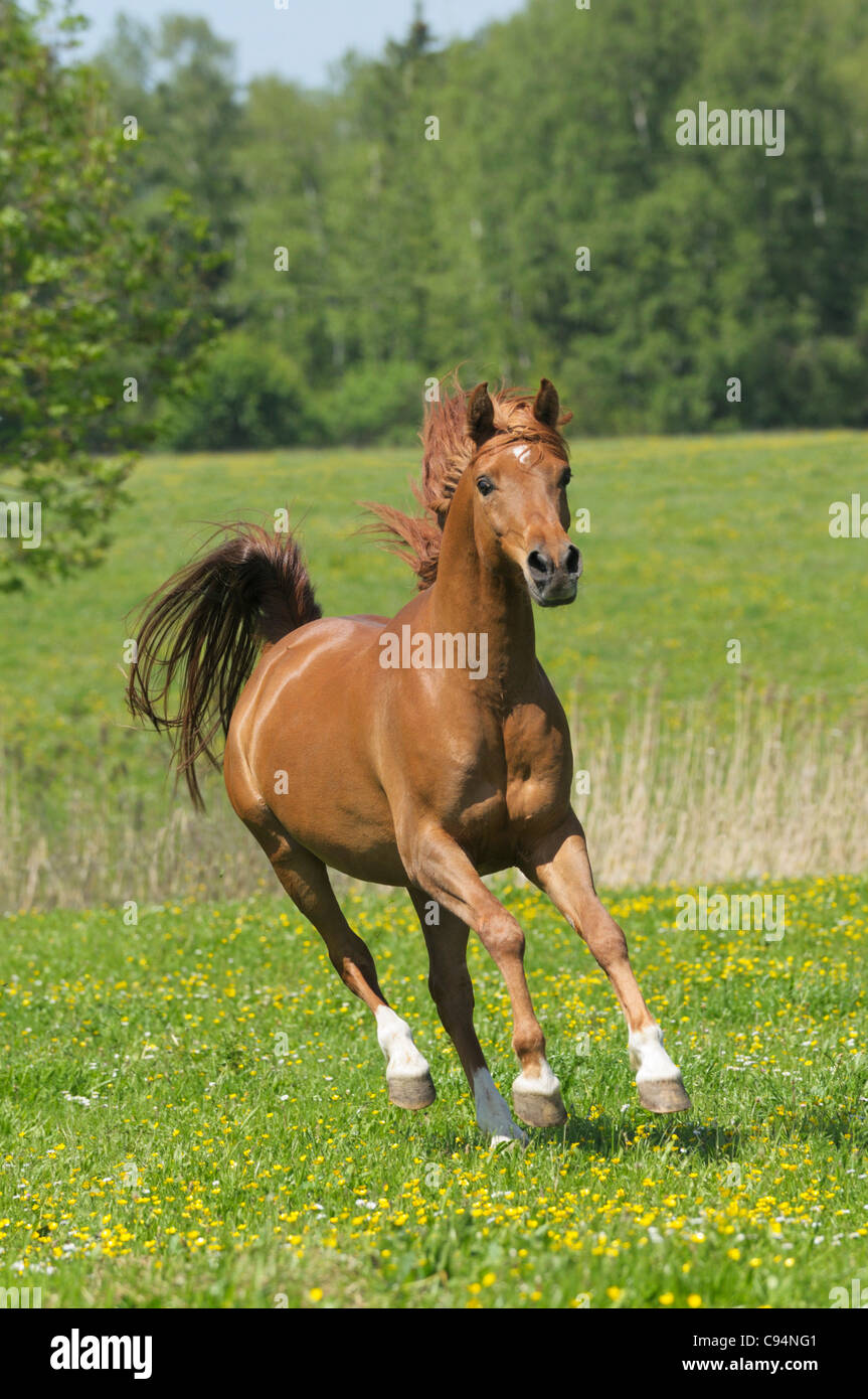 Galoppierender galopp -Fotos und -Bildmaterial in hoher Auflösung – Alamy