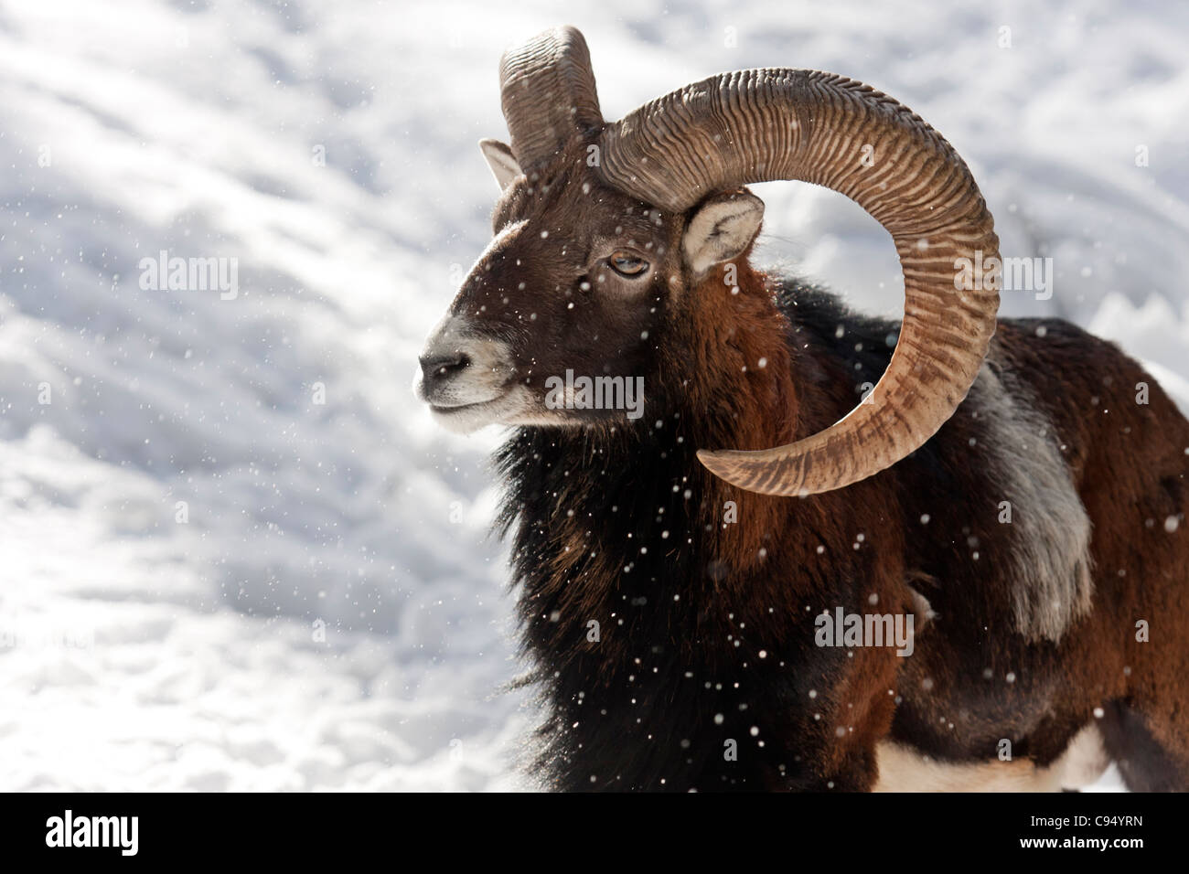 Mufflon europeo -Fotos und -Bildmaterial in hoher Auflösung – Alamy