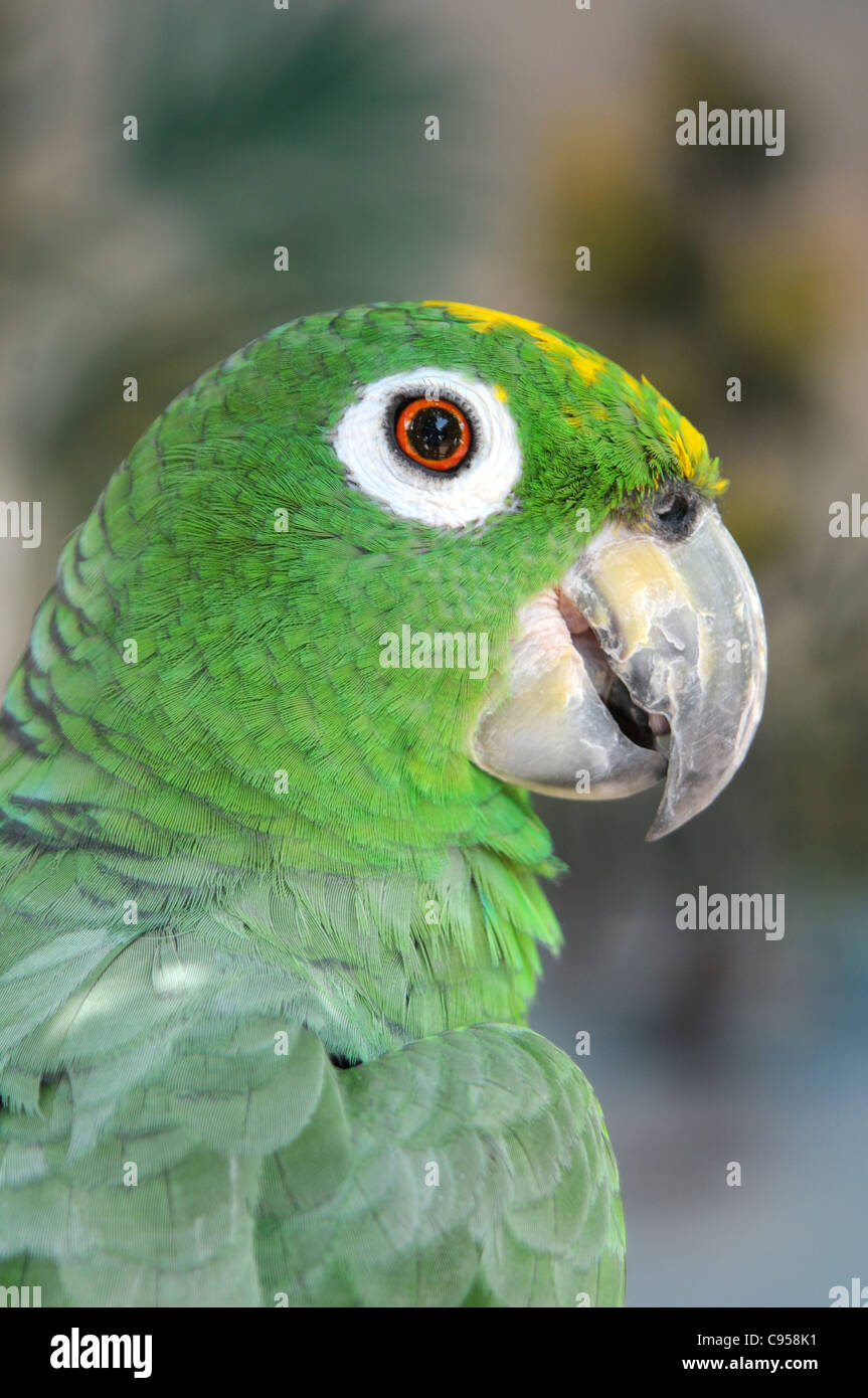Grner papagei Stockfotos und -bilder Kaufen - Alamy