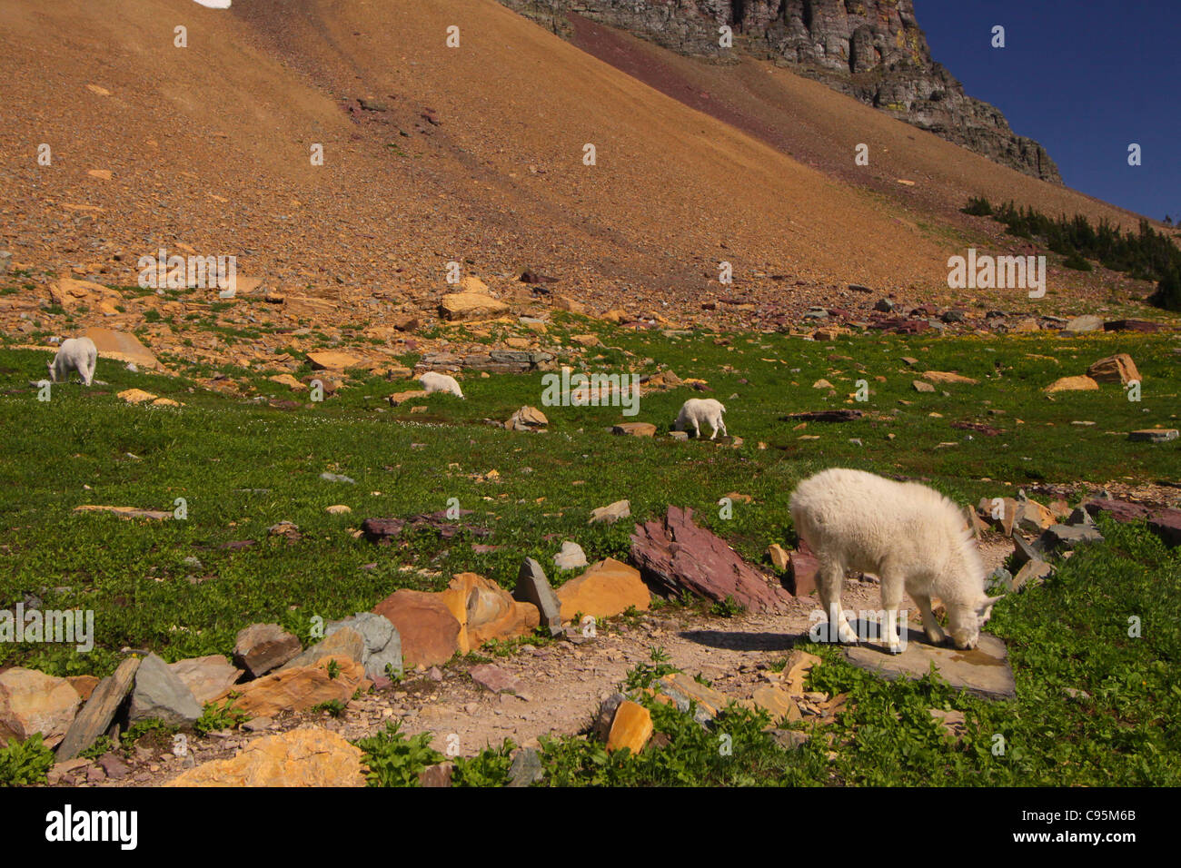Rockies kind -Fotos und -Bildmaterial in hoher Auflösung – Alamy