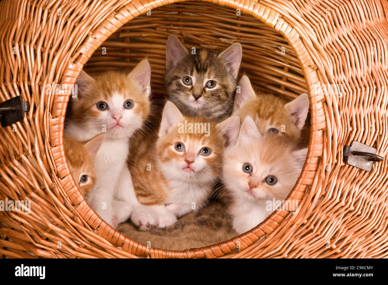 Familie von sechs Kätzchen im eigenen Korb Stockfotografie - Alamy