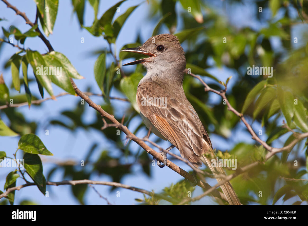 Keuchen, um cool zu bleiben -Fotos und -Bildmaterial in hoher Auflösung ...