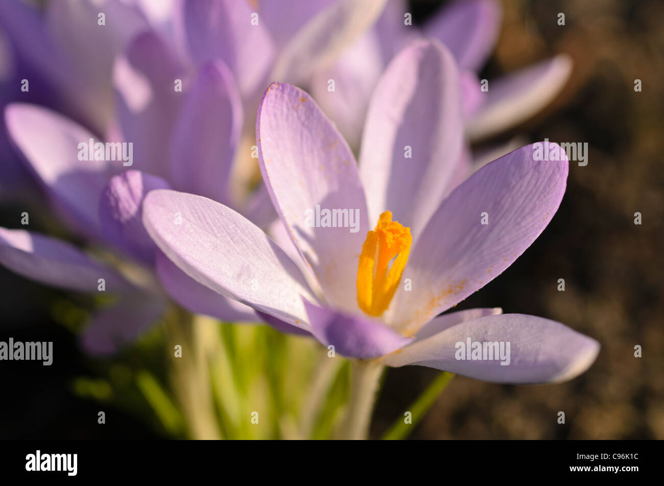 Early crocus crocus tommasinianus -Fotos und -Bildmaterial in hoher ...