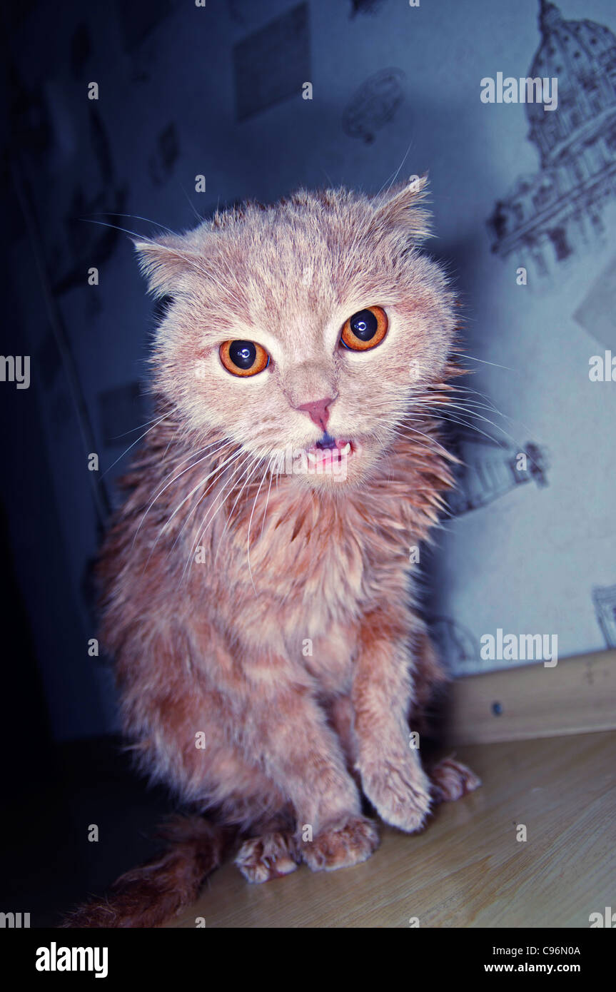 schottische Falte die kurzhaarige Katze nass und wütend Stockfotografie ...