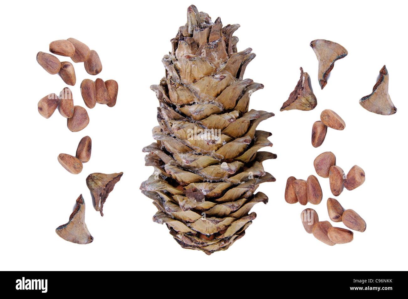Pine Cone Seeds Stockfotos und -bilder Kaufen - Alamy