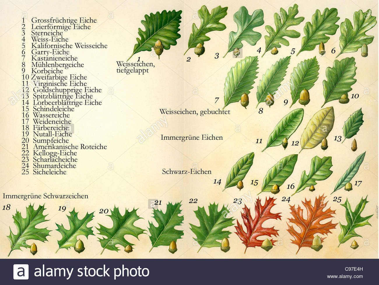 25 nordamerikanischen Eichen-Arten mit Beschreibung Stockfoto, Bild ...
