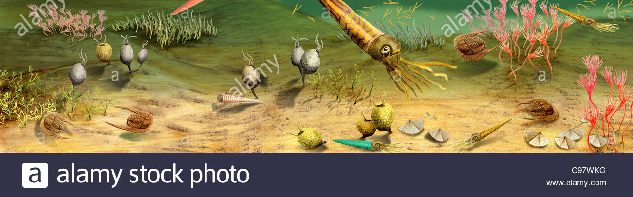 Ordovician Fossil Stockfotos & Ordovician Fossil Bilder - Seite 2 - Alamy