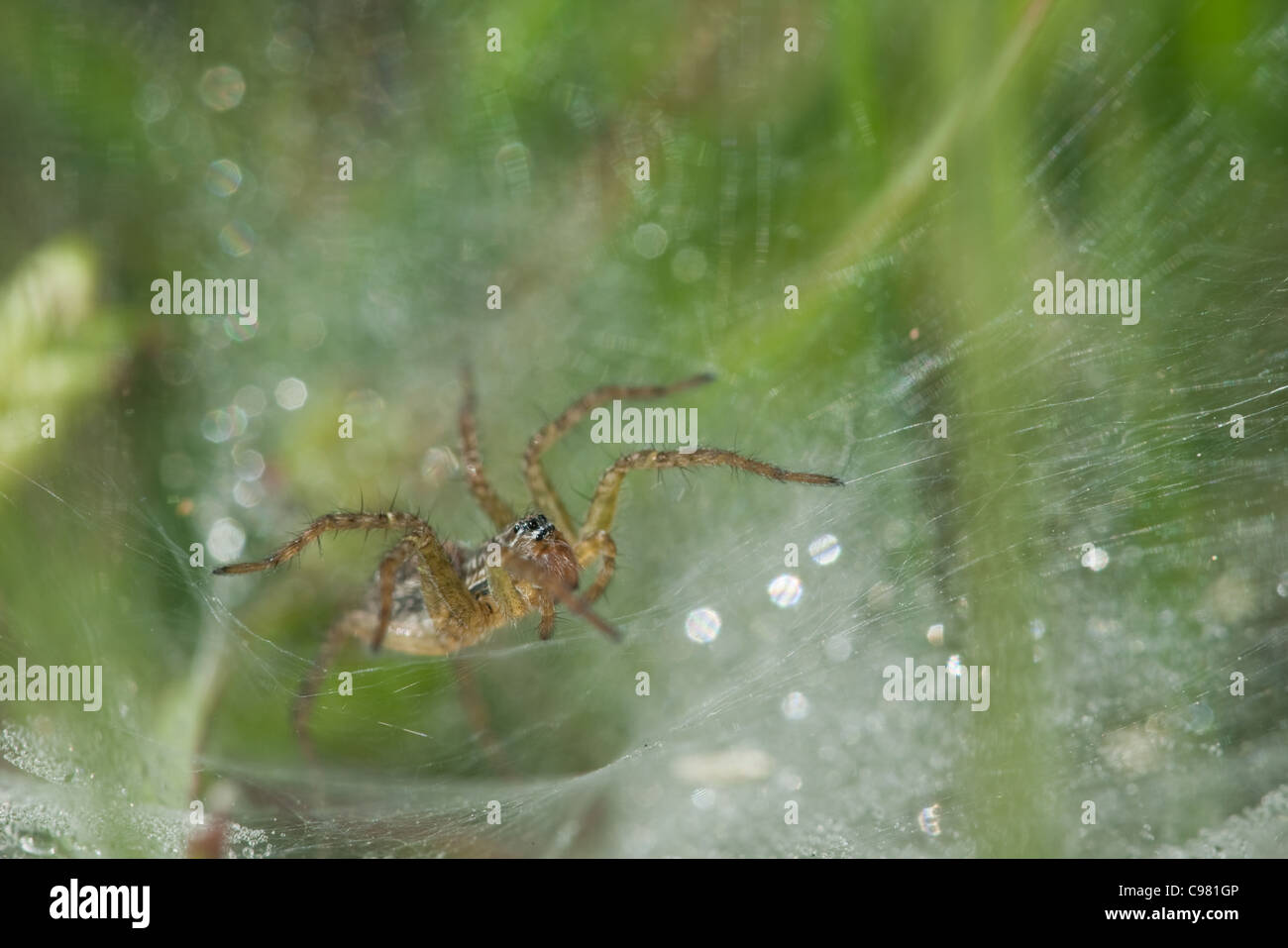 Trichternetz spinne -Fotos und -Bildmaterial in hoher Auflösung – Alamy