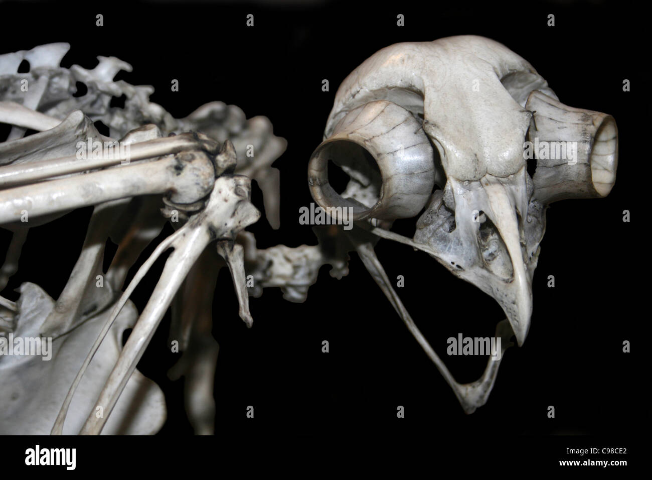 Eule anatomie -Fotos und -Bildmaterial in hoher Auflösung – Alamy