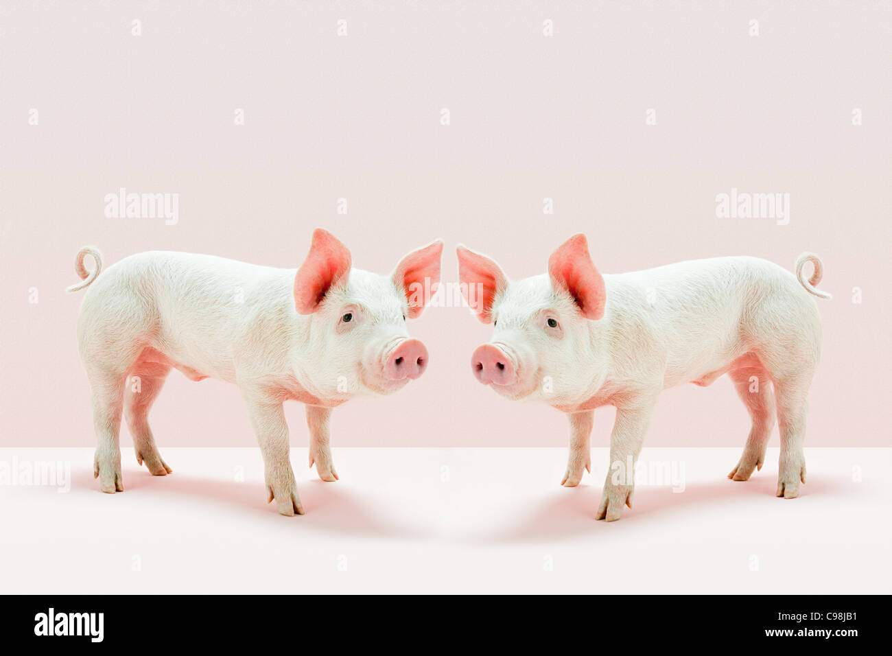 Zwei Ferkel Stockfotos und -bilder Kaufen - Alamy