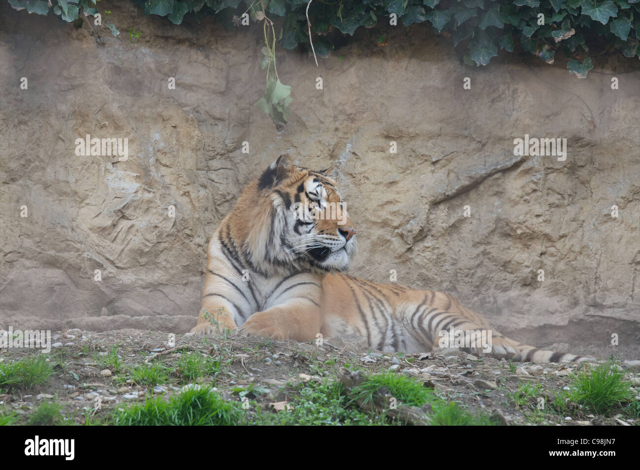 Tiger in berlin zoo -Fotos und -Bildmaterial in hoher Auflösung – Alamy