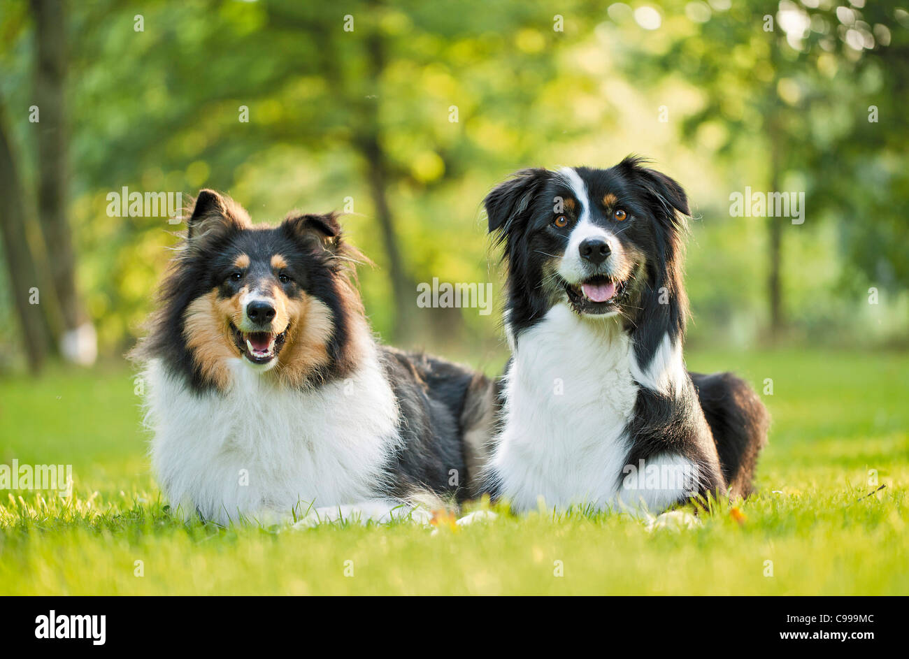 Collie Hund Australian Shepherd Hund liegend Wiese Stockfotografie - Alamy