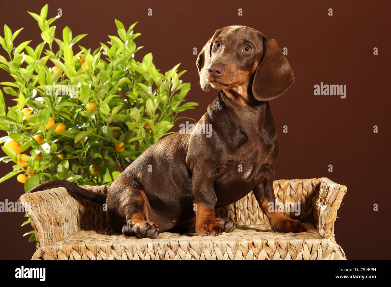 Shorthaired teckel -Fotos und -Bildmaterial in hoher Auflösung - Seite ...