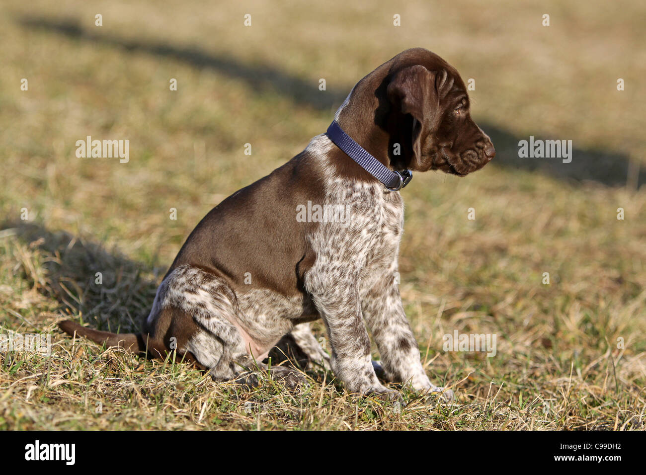 Deutscher Kurzhaariger Vorstehhund Welpen sitzen Wiese Stockfotografie ...