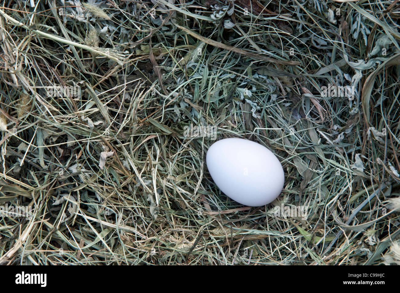 Huhn eier -Fotos und -Bildmaterial in hoher Auflösung – Alamy