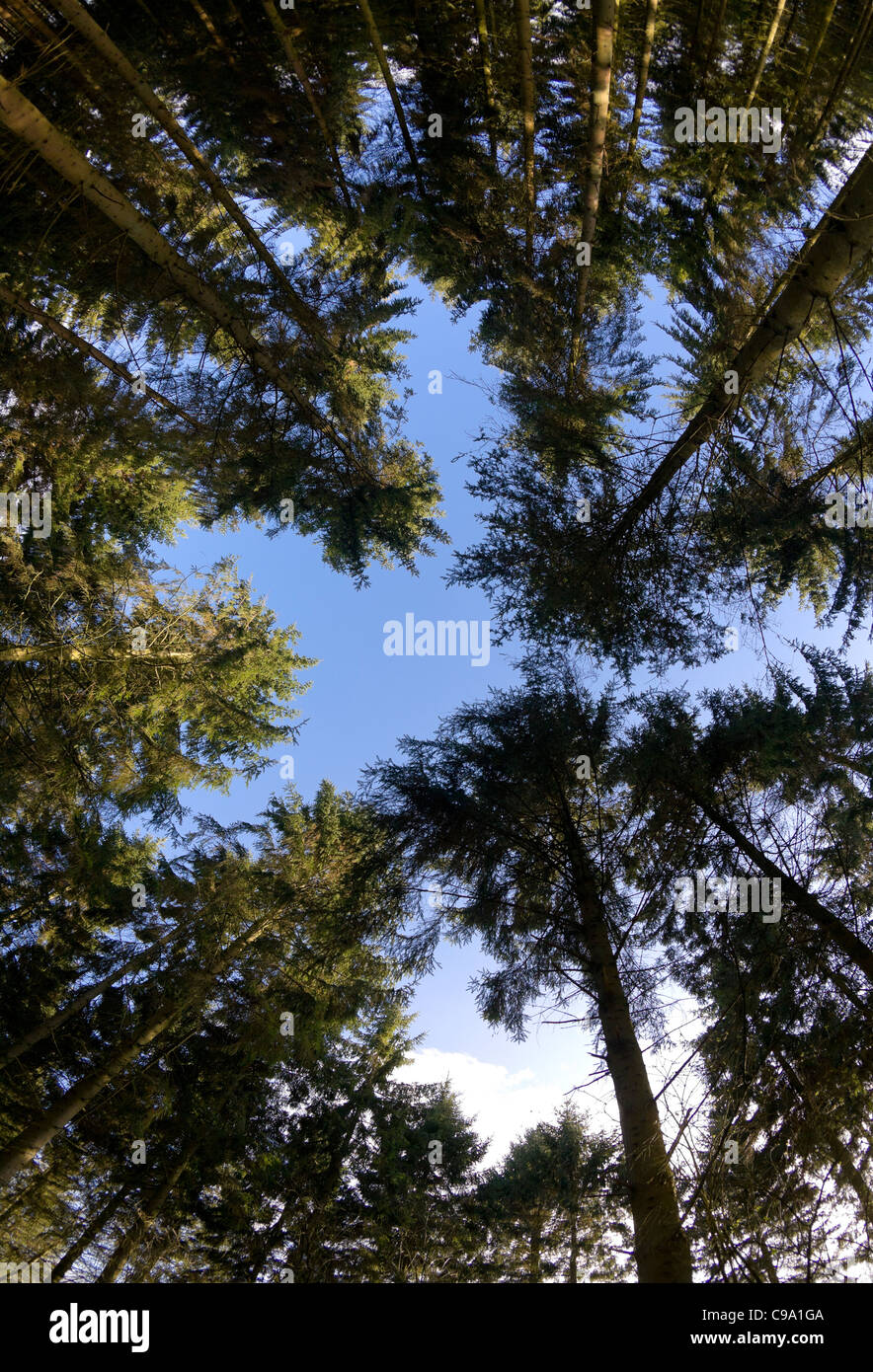 Gemeine Fichte (Picea Abies)-Plantage Stockfotografie - Alamy