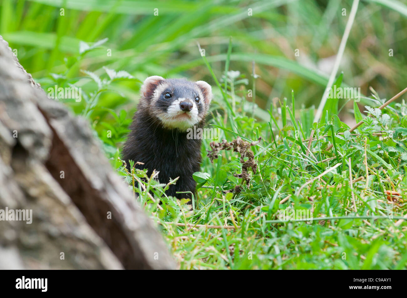 Europischer iltis -Fotos und -Bildmaterial in hoher Auflösung – Alamy