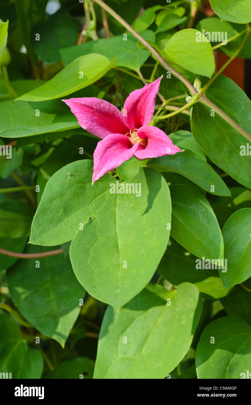 Crimson Clematis (Clematis texensis 'Princess Diana' syn. Clematis ...