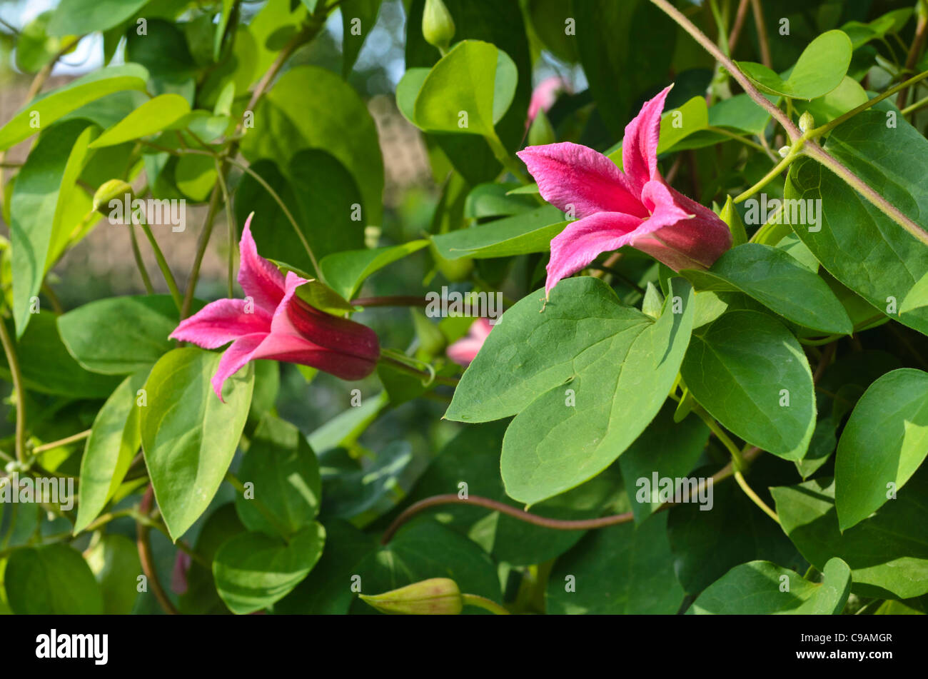 Crimson Clematis (Clematis texensis 'Princess Diana' syn. Clematis ...