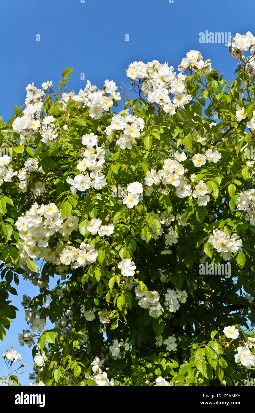 Bobby james -Fotos und -Bildmaterial in hoher Auflösung – Alamy