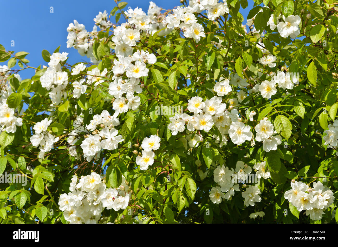 Bobby james -Fotos und -Bildmaterial in hoher Auflösung – Alamy