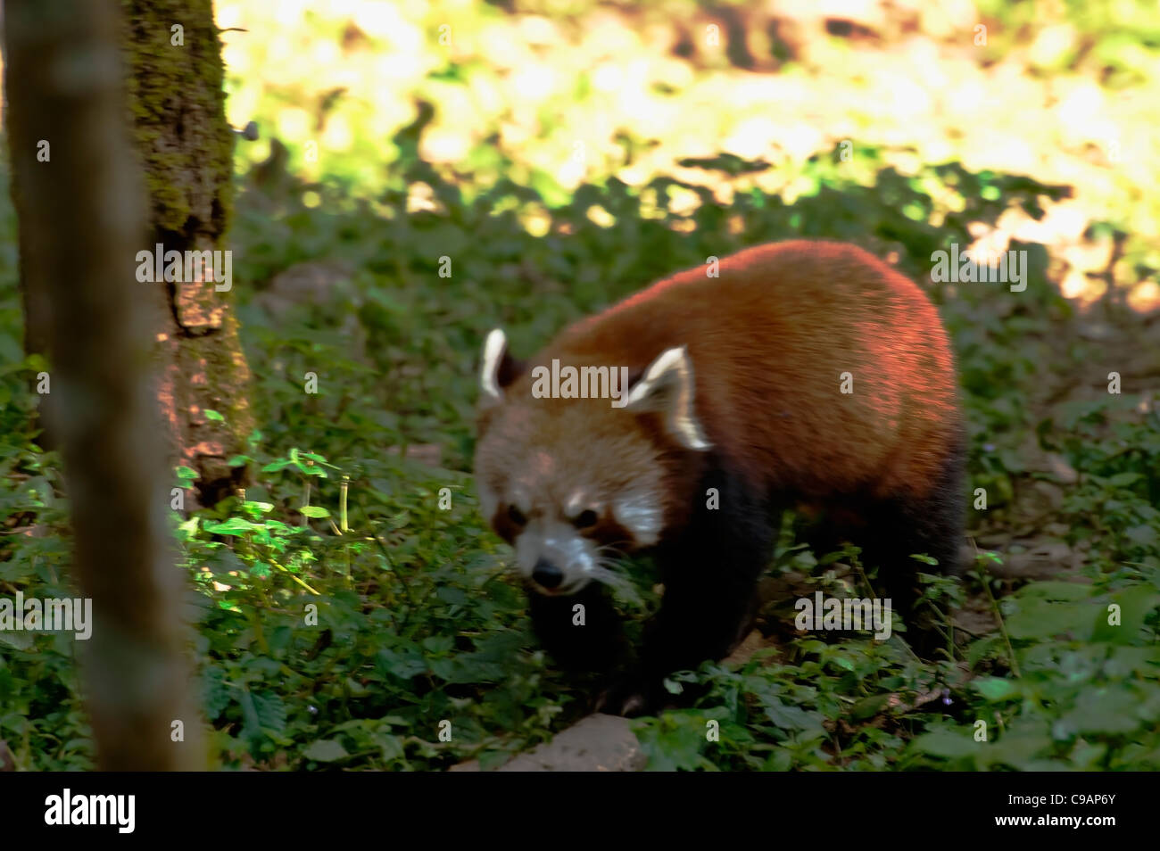 Panda Land Stockfotos und -bilder Kaufen - Alamy