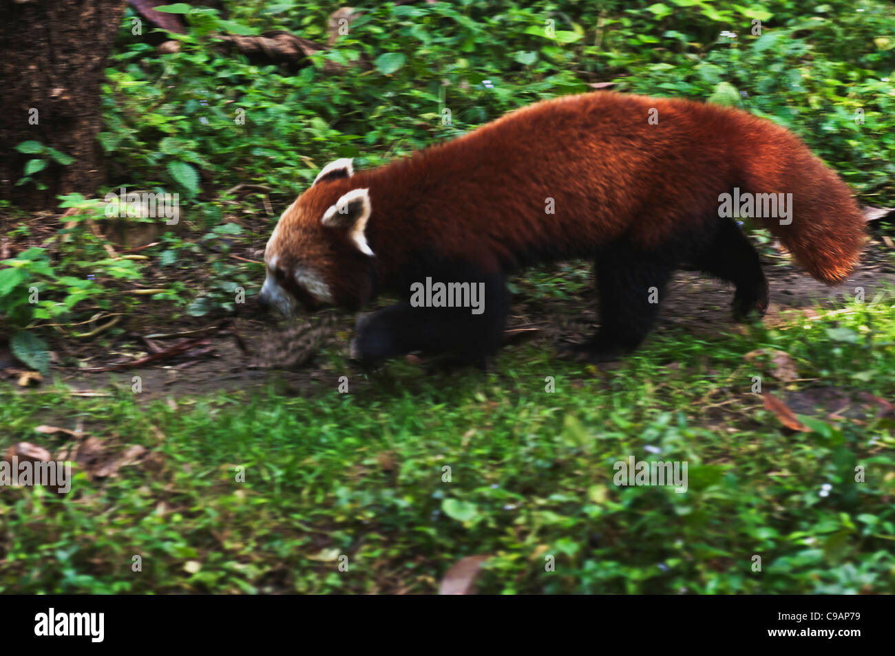 Panda land -Fotos und -Bildmaterial in hoher Auflösung – Alamy