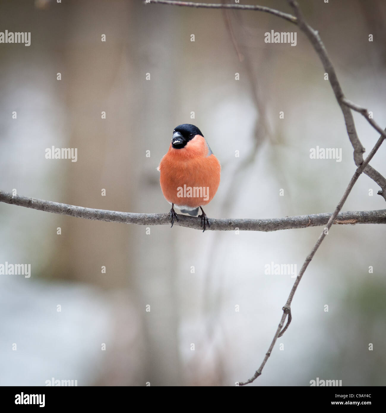 Gimpel vogel -Fotos und -Bildmaterial in hoher Auflösung – Alamy