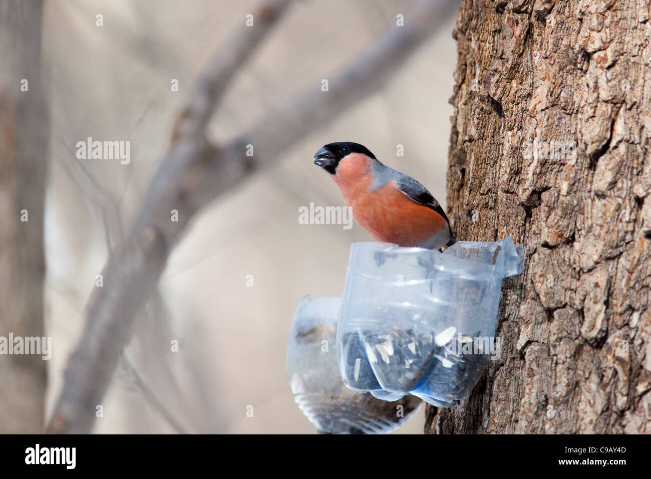 Gimpel vogel -Fotos und -Bildmaterial in hoher Auflösung – Alamy