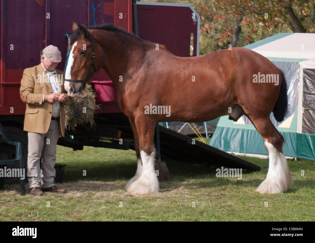 English shire horse -Fotos und -Bildmaterial in hoher Auflösung – Alamy