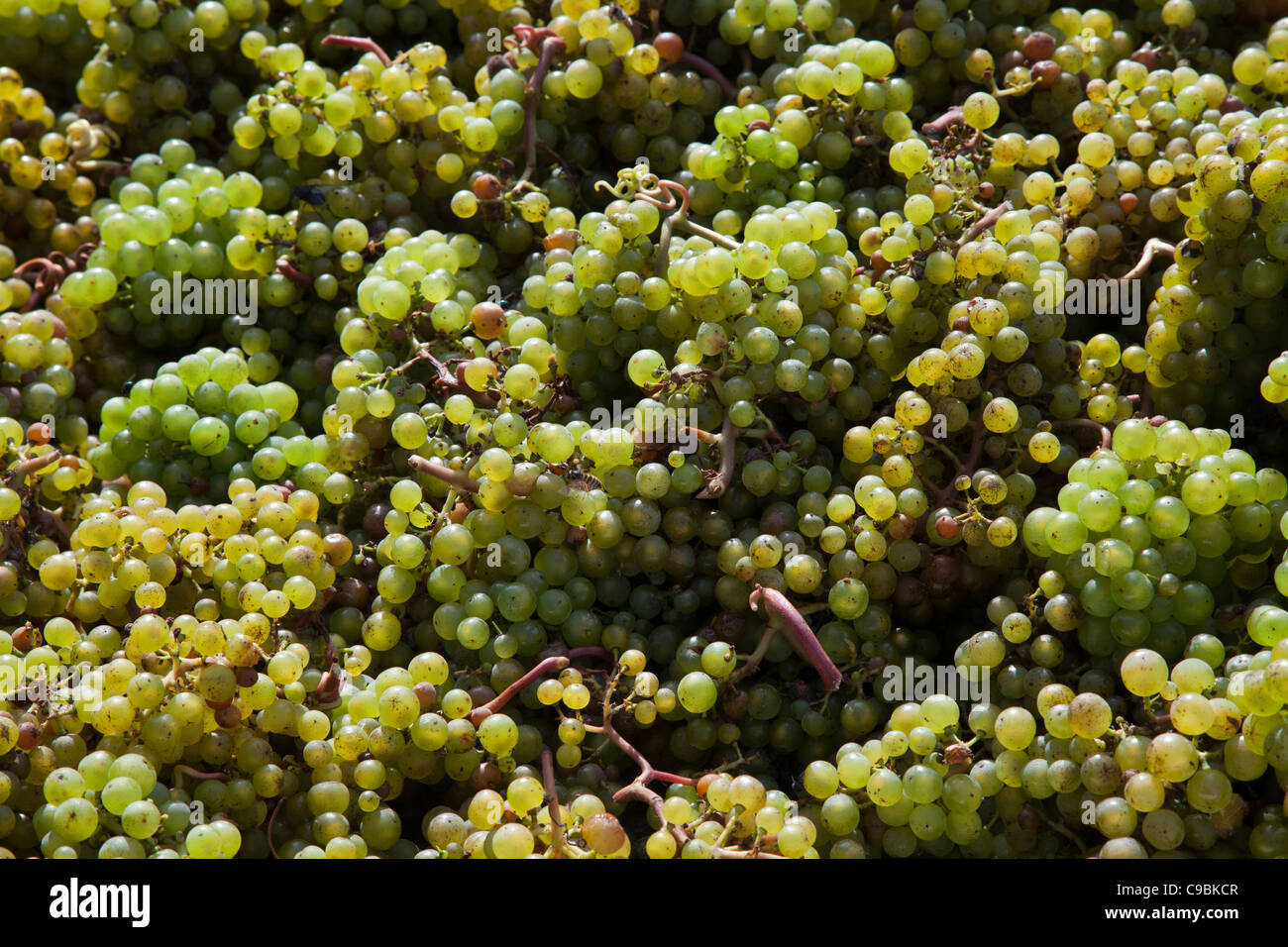 Frisch geerntete weintrauben -Fotos und -Bildmaterial in hoher ...