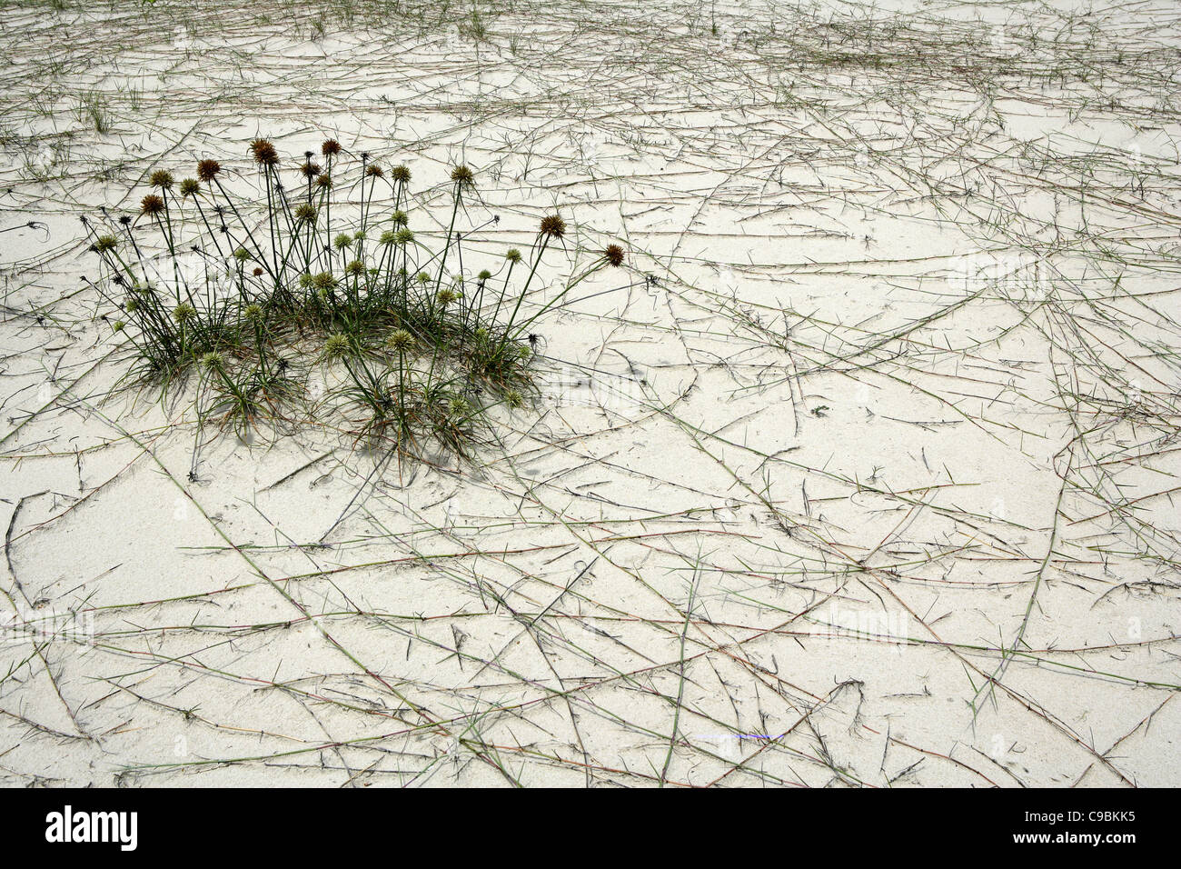 Afrika guinea -Fotos und -Bildmaterial in hoher Auflösung – Alamy