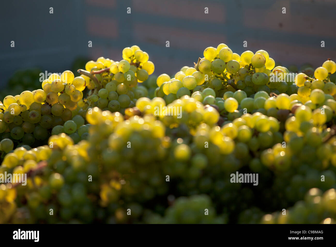 Frisch geerntete weintrauben -Fotos und -Bildmaterial in hoher ...