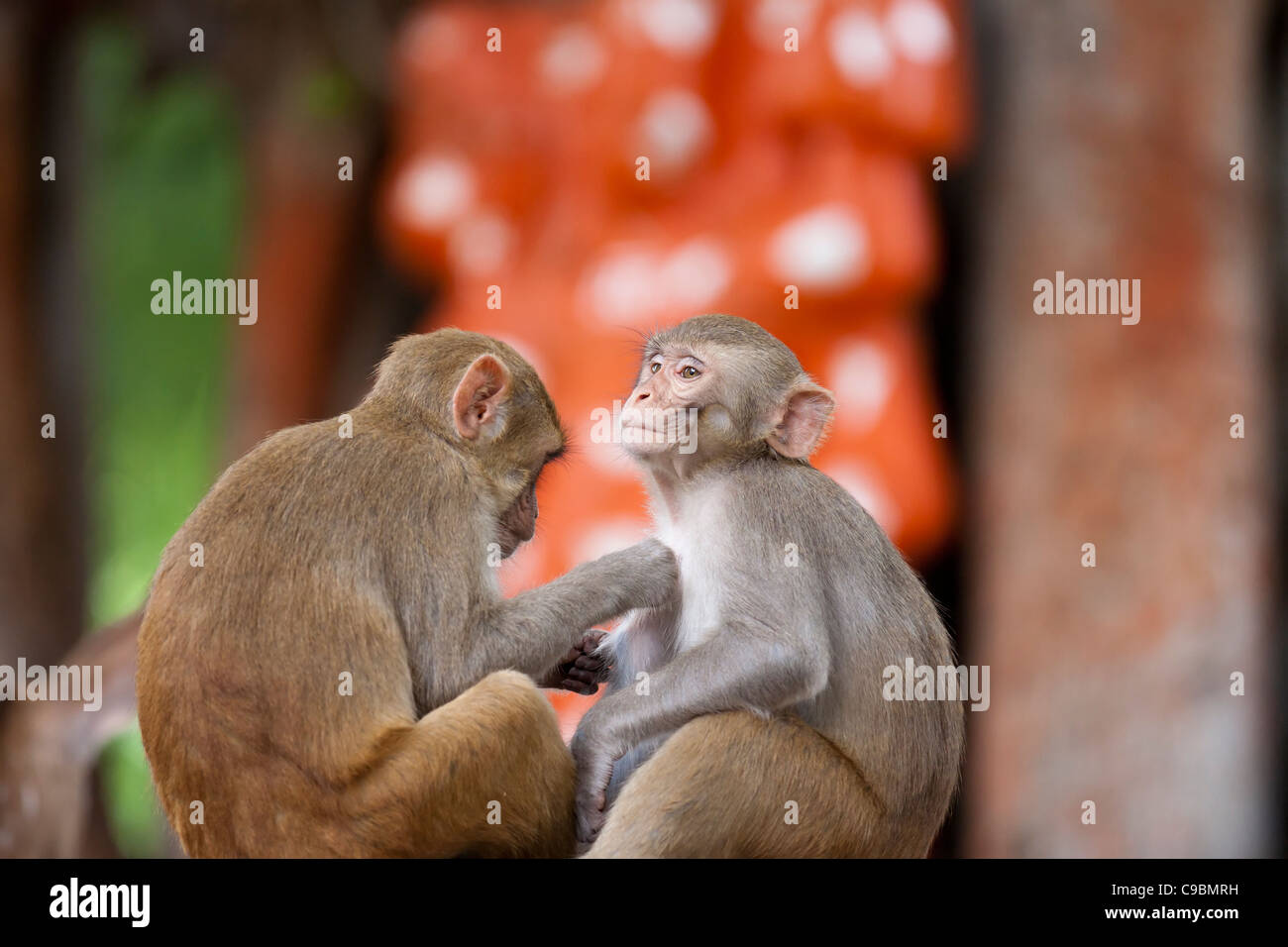 Rhesus Affe Stockfotos und -bilder Kaufen - Alamy
