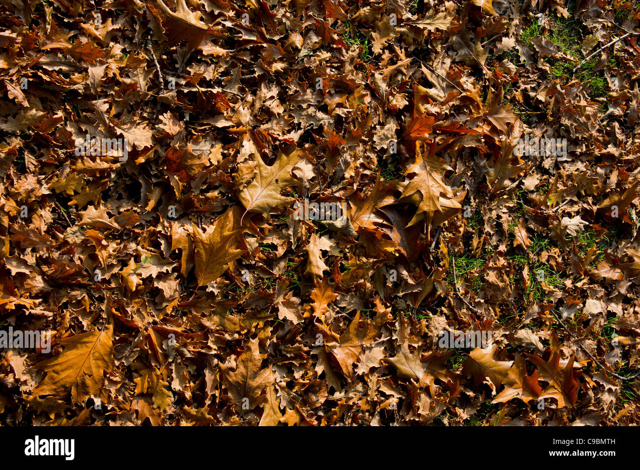 Eichenquercus robur -Fotos und -Bildmaterial in hoher Auflösung – Alamy